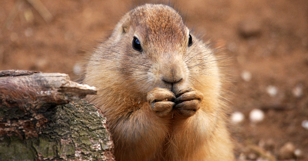 The History and Fun of Groundhog Day in America | Buzzitt
