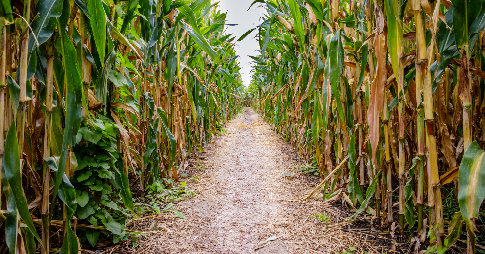5 Bizarre Corn-Related Tourist Attractions | Buzzitt