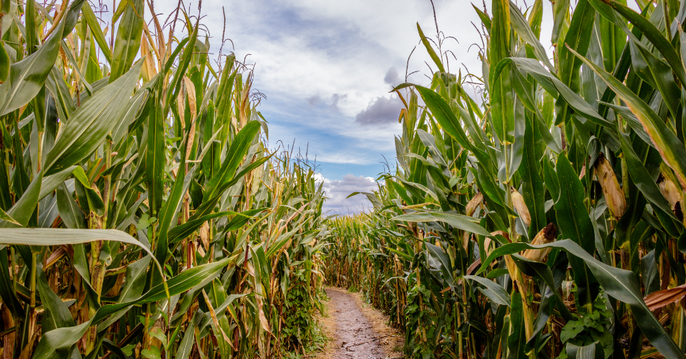 5 Extreme Corn Mazes in The United States | Buzzitt