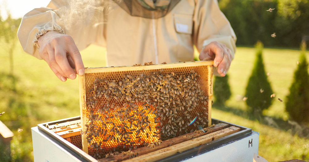 Ready to Build Your Own Bee Hive? Here’s What to Know